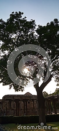 Sun Shining Between The Branches Of Neem Tree With The Ruins Of ...