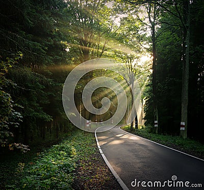 Nature Background Spring Mist Fog Forest Sunset Sunrise Morning Sun ...
