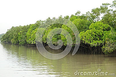 The Sundarbans Royalty Free Stock Image - Image: 18069176