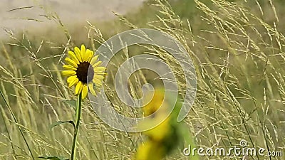 SunFlower Blowing in the Wind Stock Video - Video of wild, wind: 94839799