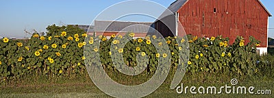 Sunflower Garden Panorama Barn Farm Panoramic Royalty Free Stock Images ...