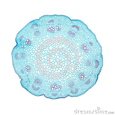 Sunflower Stem, Helianthus Annuus, Cross Section, 8X Light Micrograph ...