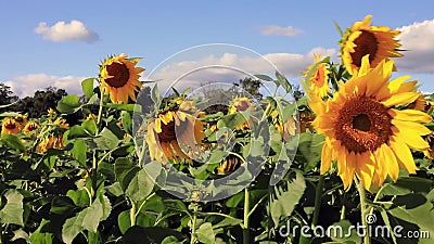 Sunflowers Blowing in the Wind Stock Video - Video of plants, farm ...
