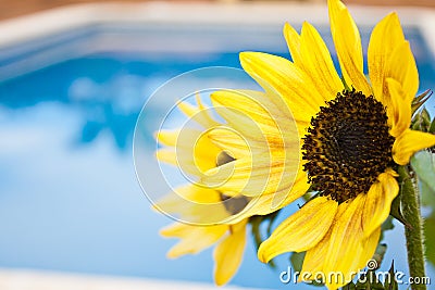 Sunflowers At The Pool Royalty-Free Stock Photography | CartoonDealer ...