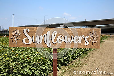 Sunflowers Sign. Field Of Sunflowers With A Sunflowers Sign Royalty ...