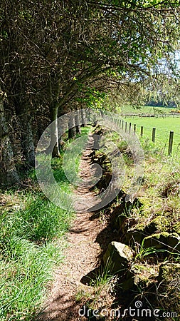 Sunken Path By Field With Overhanging Trees Royalty-Free Stock Image ...
