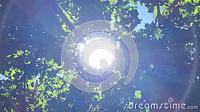 Sunlight Peaking through Green Maple Tree with Lens Flare Stock Footage ...