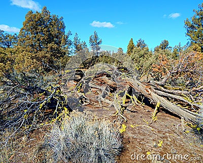 Tangled Tree Tension Royalty-Free Stock Photo | CartoonDealer.com ...