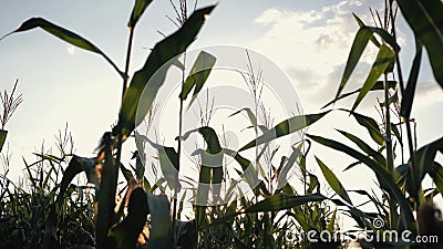 Sunset Over the Corn Field. Corn in the Sun Stock Video - Video of crop ...