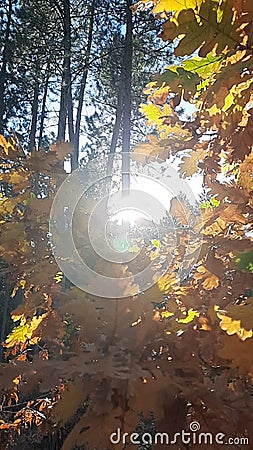 Sunshine through Oak Tree Leaves Stock Footage - Video of calm, leaf ...