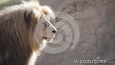 Slow Motion of Old Lion Turning Head Stock Footage - Video of head ...