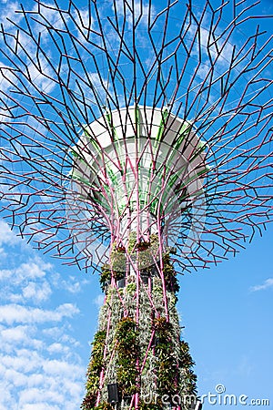 Supertree Structure Royalty-Free Stock Image | CartoonDealer.com #25800100