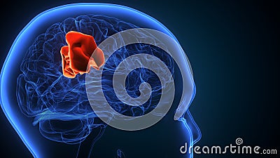 3d Illustration Of Human Brain Supramarginal Gyrus Anatomy Stock Image ...