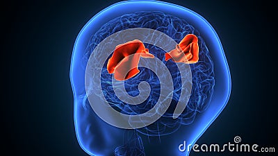 3d Illustration Of Human Brain Supramarginal Gyrus Anatomy Stock Image ...