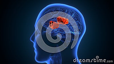 3d Illustration Of Human Brain Supramarginal Gyrus Anatomy Royalty-Free ...