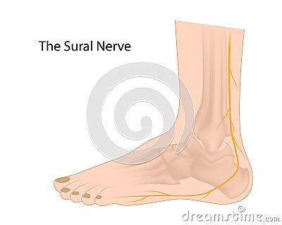The Sural Nerve Stock Images - Image: 26661364