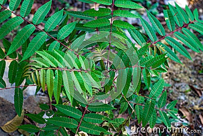 Suren Tree That Grows In The Forest Royalty-Free Stock Photography ...
