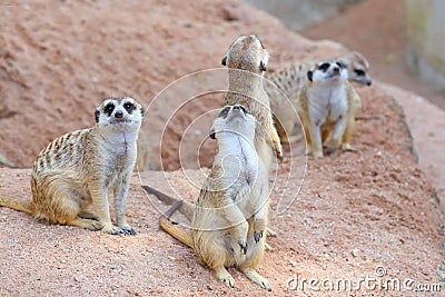 Surikata Stock Photo - Image: 37779070