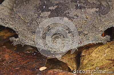 Surinam Toad / Pipa Pipa Stock Image - Image: 28311201