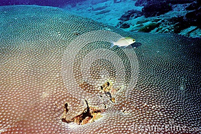 The surprising world of corals of Andaman sea 35 - Stock Image - Everypixel