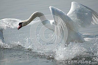 Swan Flying Stock Photos - Image: 2106743