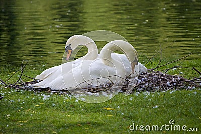Swans Nest Royalty Free Stock Photography - Image: 16057537