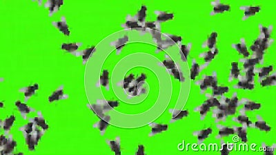Swarm of Flies Flying on Green Screen Stock Footage - Video of macro ...