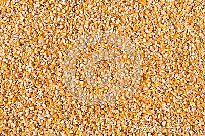Sweet Corn Grain Kernels Stock Photo - Image: 7102280