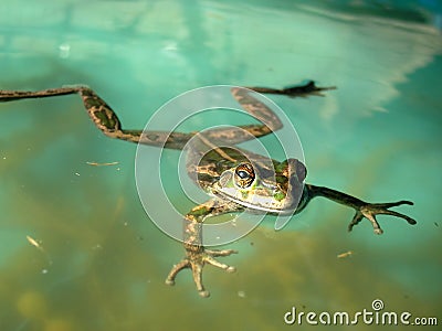 Swimming Frog Stock Photography - Image: 9549172