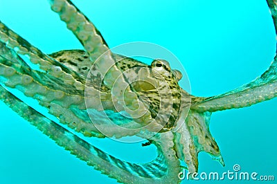 Swimming Octopus Royalty Free Stock Image - Image: 3058866