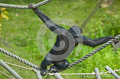 Swinging Ape Stock Image - Image: 8910971