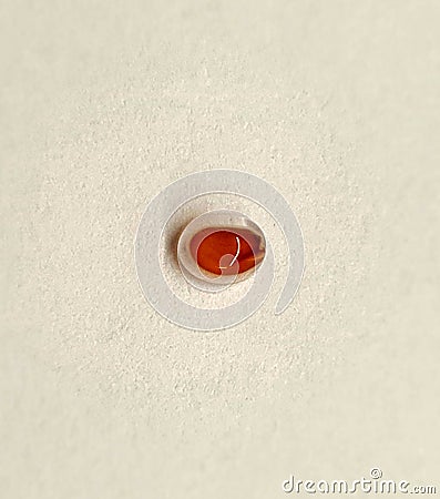 Swollen Germinating Seed Isolated On White Background Royalty-Free ...