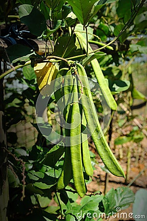 Sword Bean (Canavalia Gladiata) Royalty-Free Stock Photography ...