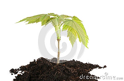 Sycamore Sapling Isolated Royalty Free Stock Image - Image: 4022456