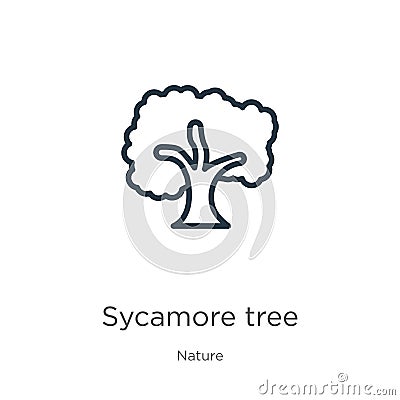 Sycamore Tree Icon. Thin Linear Sycamore Tree Outline Icon Isolated On ...