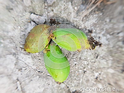 Symptoms Of Mango Fruit Borer Deanolis Albizonalis On Mango Fruit Stock ...