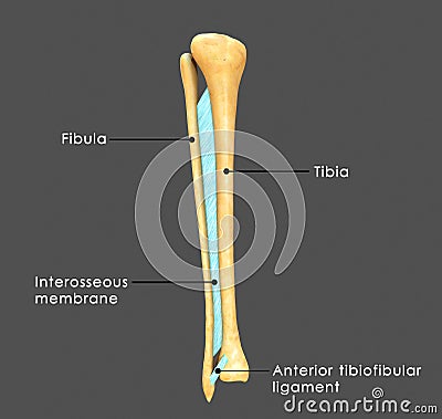 Syndesmosis Between Fibula And Tibia Stock Illustration - Image: 46625341