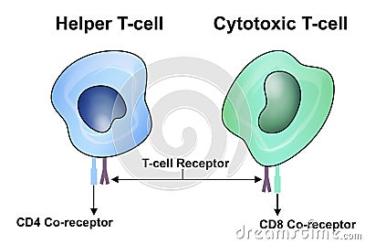 T Cell, Helper T Cell And Cytotoxic T Cel Royalty-Free Stock Image ...