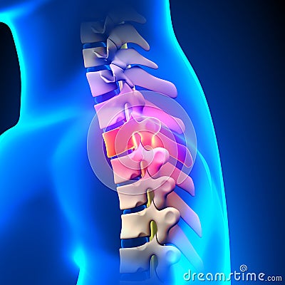 T2 Disc - Thoracic Spine Anatomy Stock Photography | CartoonDealer.com ...