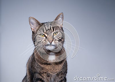 Tabby Cat With Snaggletooth Studio Portrait Royalty-Free Stock Photo ...