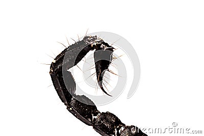 Tail Scorpion Venom Stock Photo - Image: 73340504