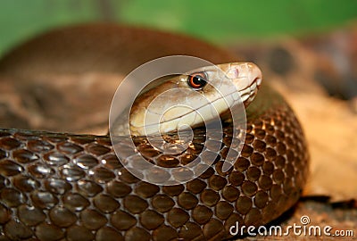 Taipan Stock Photo - Image: 11943410
