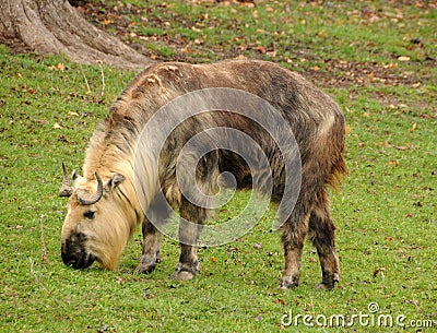 Takin In The Himalayan Mountains Stock Images - Image: 19546934