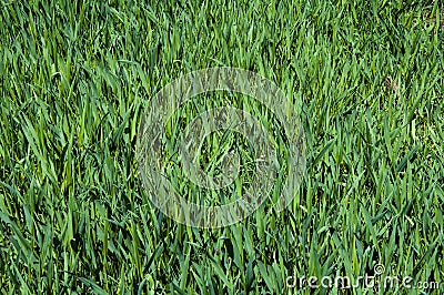Tall Bright Lush Green Grass. Grass Texture Royalty-Free Stock Image ...