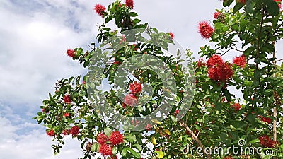 Exotic Combretum Constrictum Plant Tree Stock Video - Video of ...