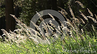Tall Grass Blowing in the Wind Stock Footage - Video of wind, yosemite ...