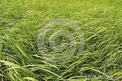 Tall Green Grass Stock Photography - Image: 5563162