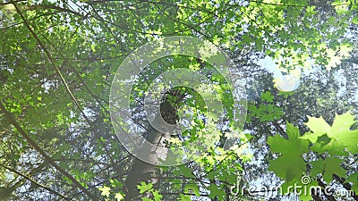 Tall Maple Tree with Branchy Crown View from Below. Sunny Day in Forest ...
