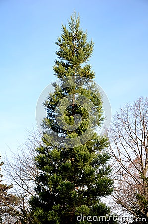 A Tall But Slender, Evergreen Conifer Whose Structure Resembles ...