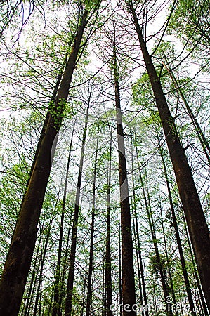 Tall Trees In Forest Stock Photo - Image: 2216050